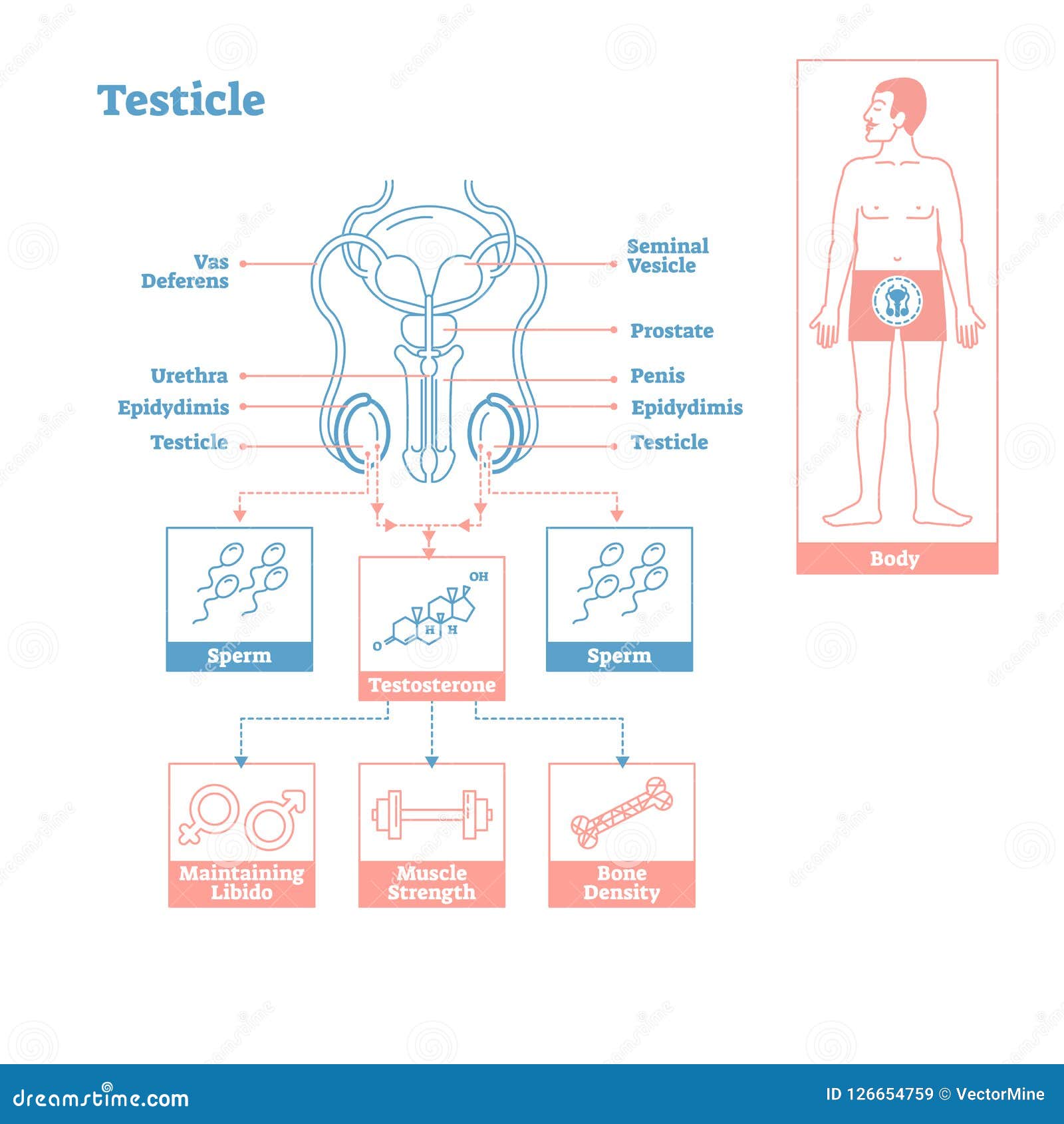 Testicle Part Of Endocrine System Medical Science Vector