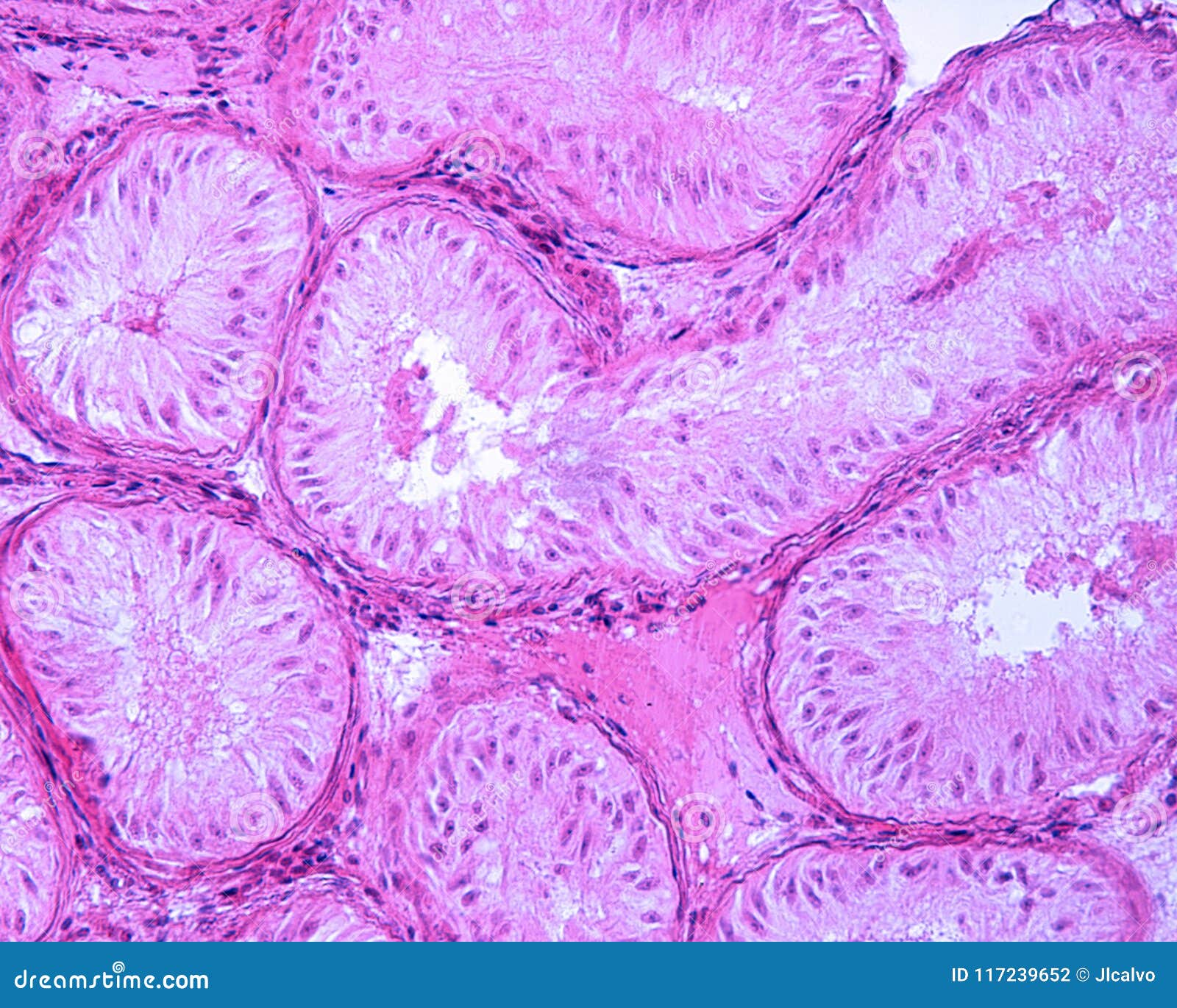 645 Testicule Photos libres de droits et gratuites de Dreamstime