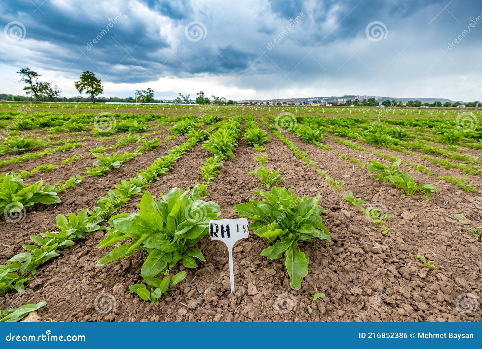 Testing Different Conditions for Better Plant in the Field Stock Photo ...