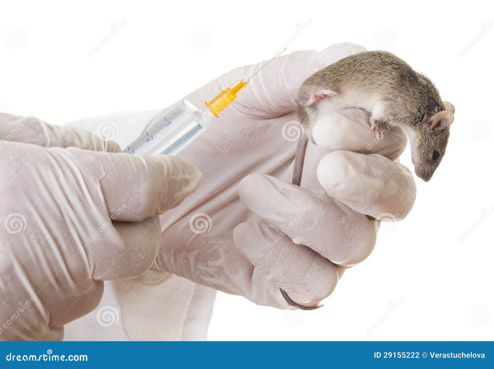 Testing Drugs in Mice in Lab Stock Photo - Image of care, development ...