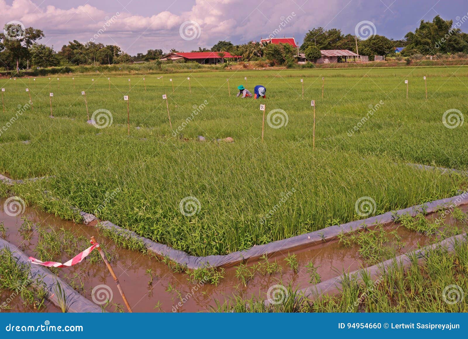 Testing field in rice stock photo. Image of field, background - 94954660