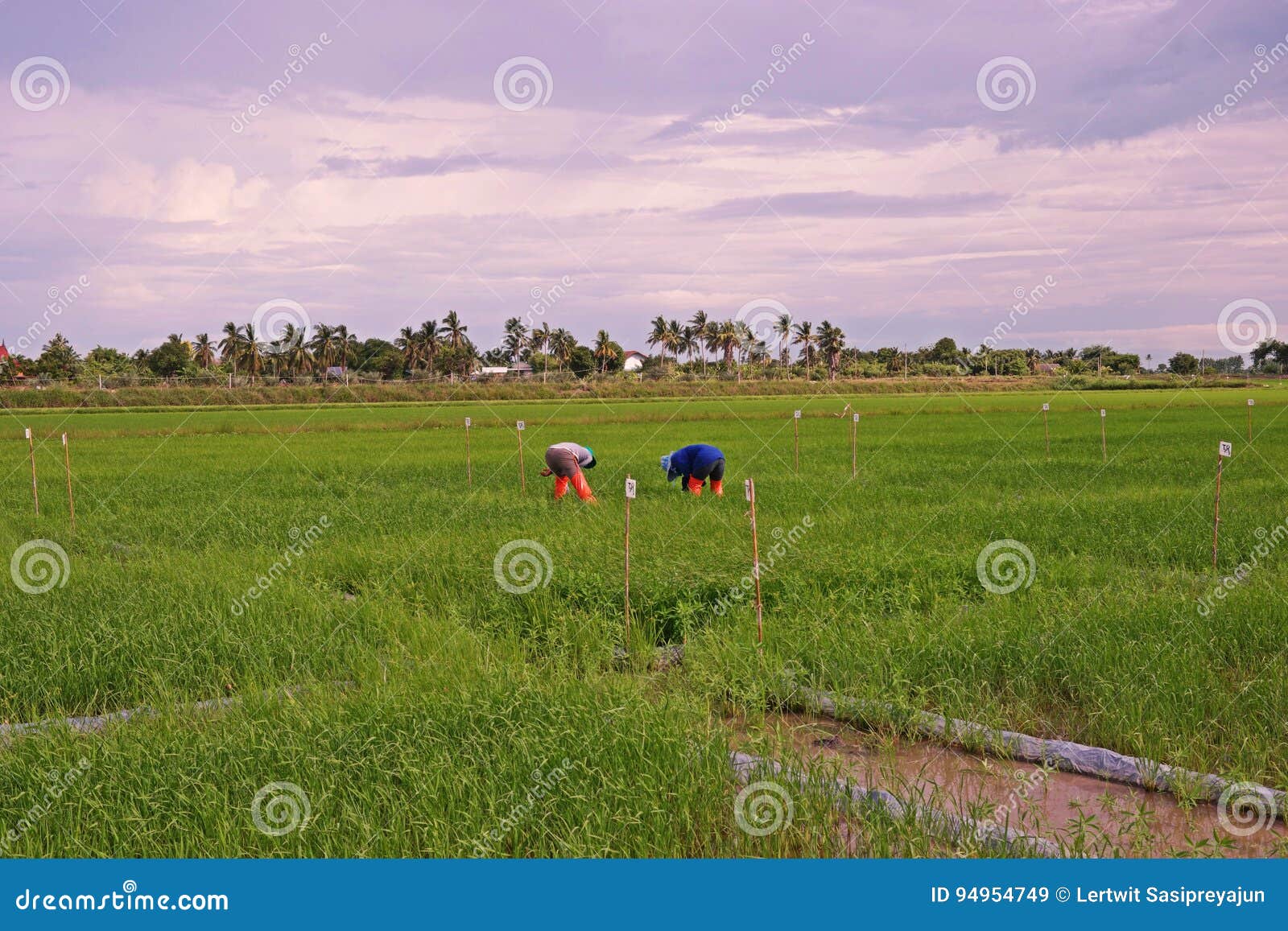Testing field in rice stock image. Image of plot, cultivation - 94954749