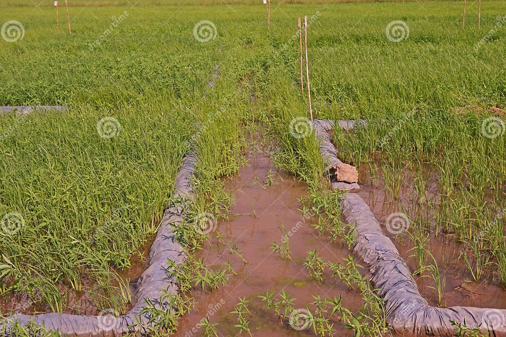 Testing field in rice stock photo. Image of science, nature - 94954758