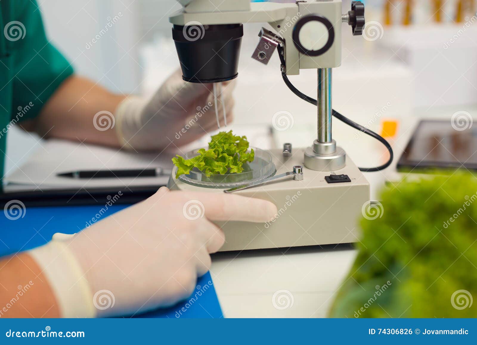 Testing of Genetically Modified Food in the Laboratory Stock Photo ...