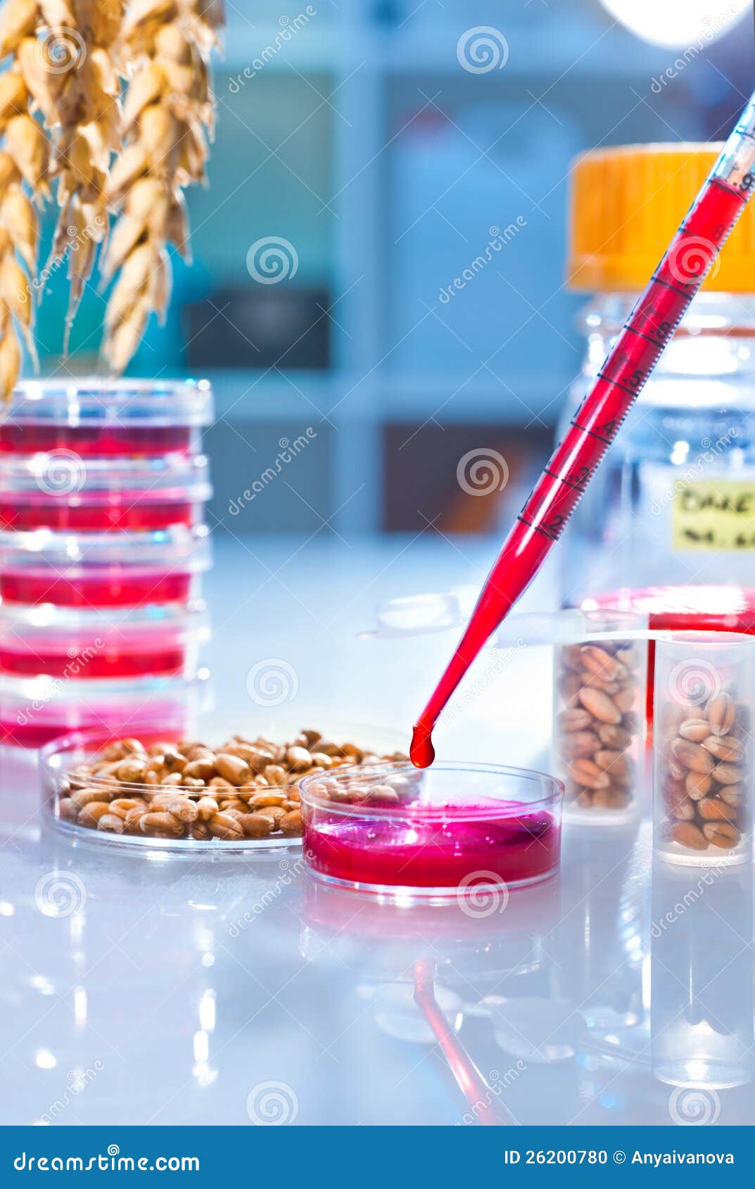 Testing of Genetically Modified Wheat Stock Photo - Image of modern ...