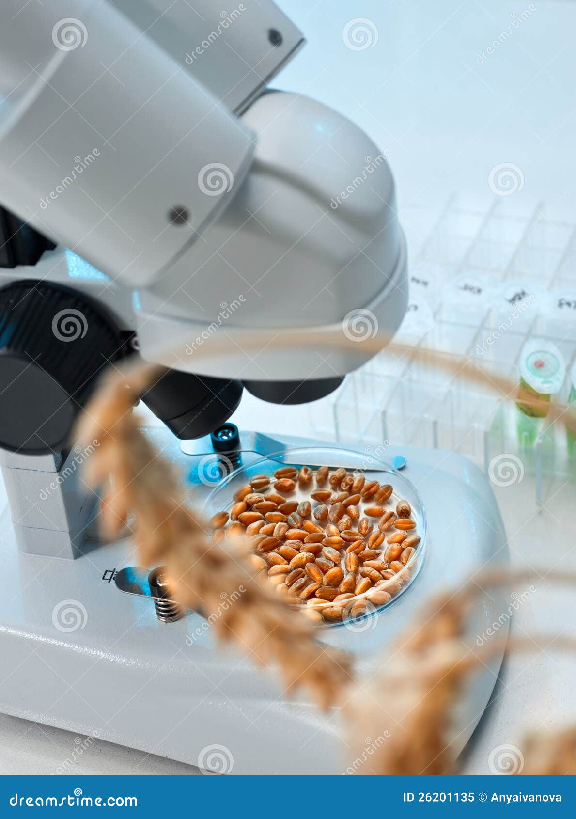 Testing of Genetically Modified Wheat Stock Image - Image of ...