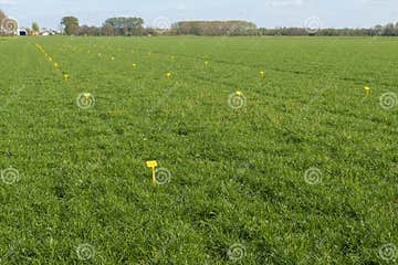 Testing Ground for the Cultivation of Grass Seed Stock Image - Image of ...