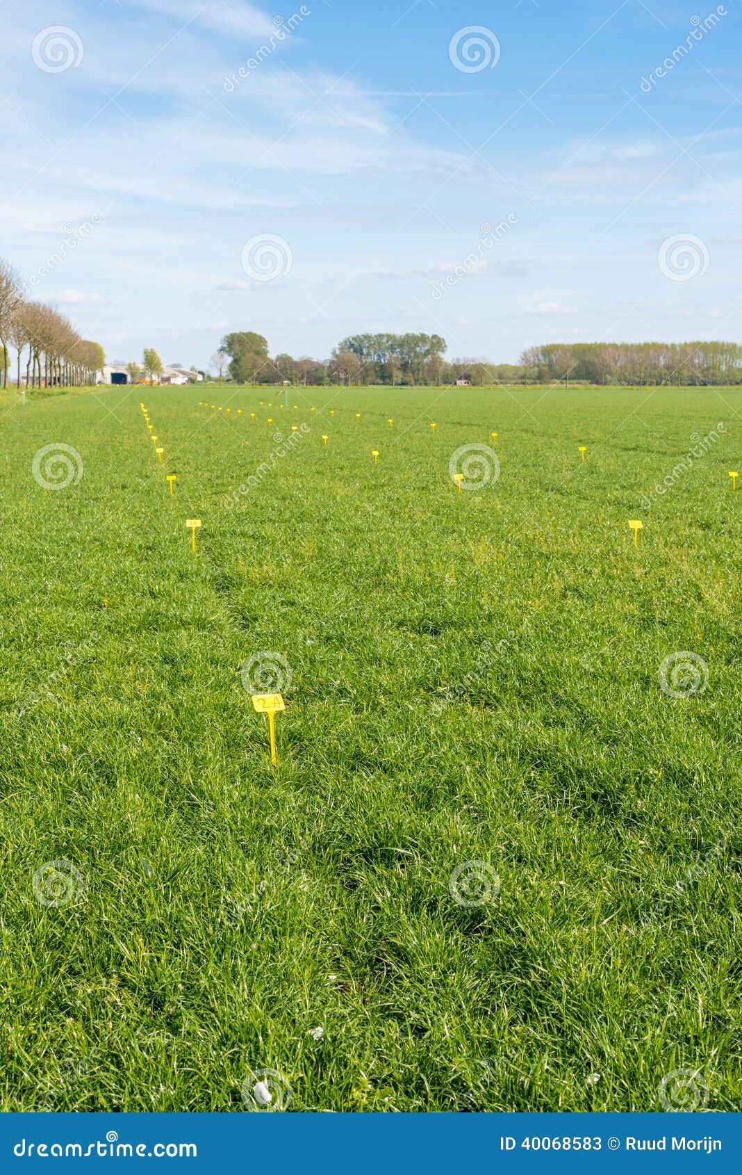 Testing Ground for the Cultivation of Grass Seed Stock Image - Image of ...
