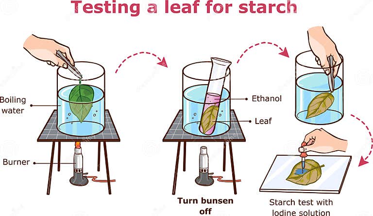 Testing a Leaf for Starch Vector Illustration Stock Vector ...