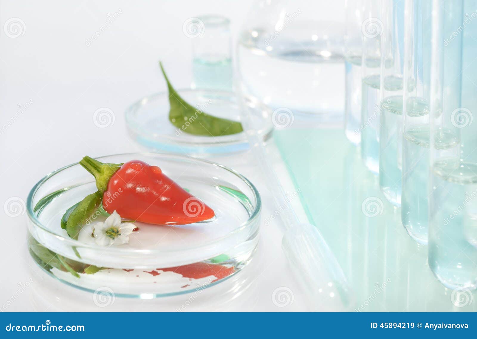 Testing Peppers for Contamination with Pesticides I Stock Image - Image ...