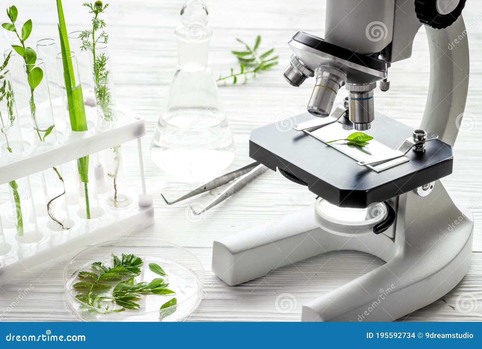 Testing Plants and Soil in Biological Laboratory Stock Photo - Image of ...