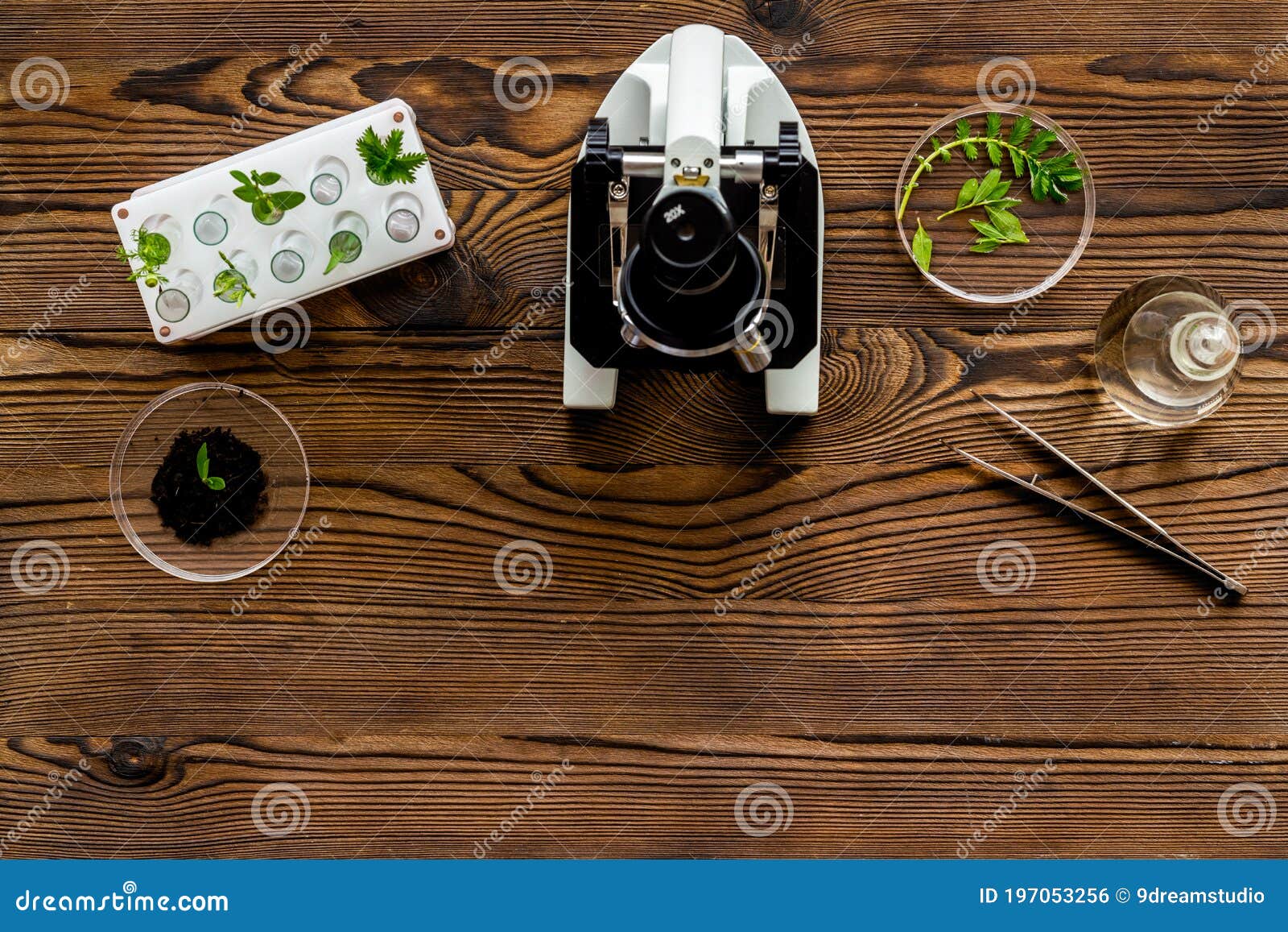 Testing Plants and Soil in Biological Laboratory Stock Photo - Image of ...