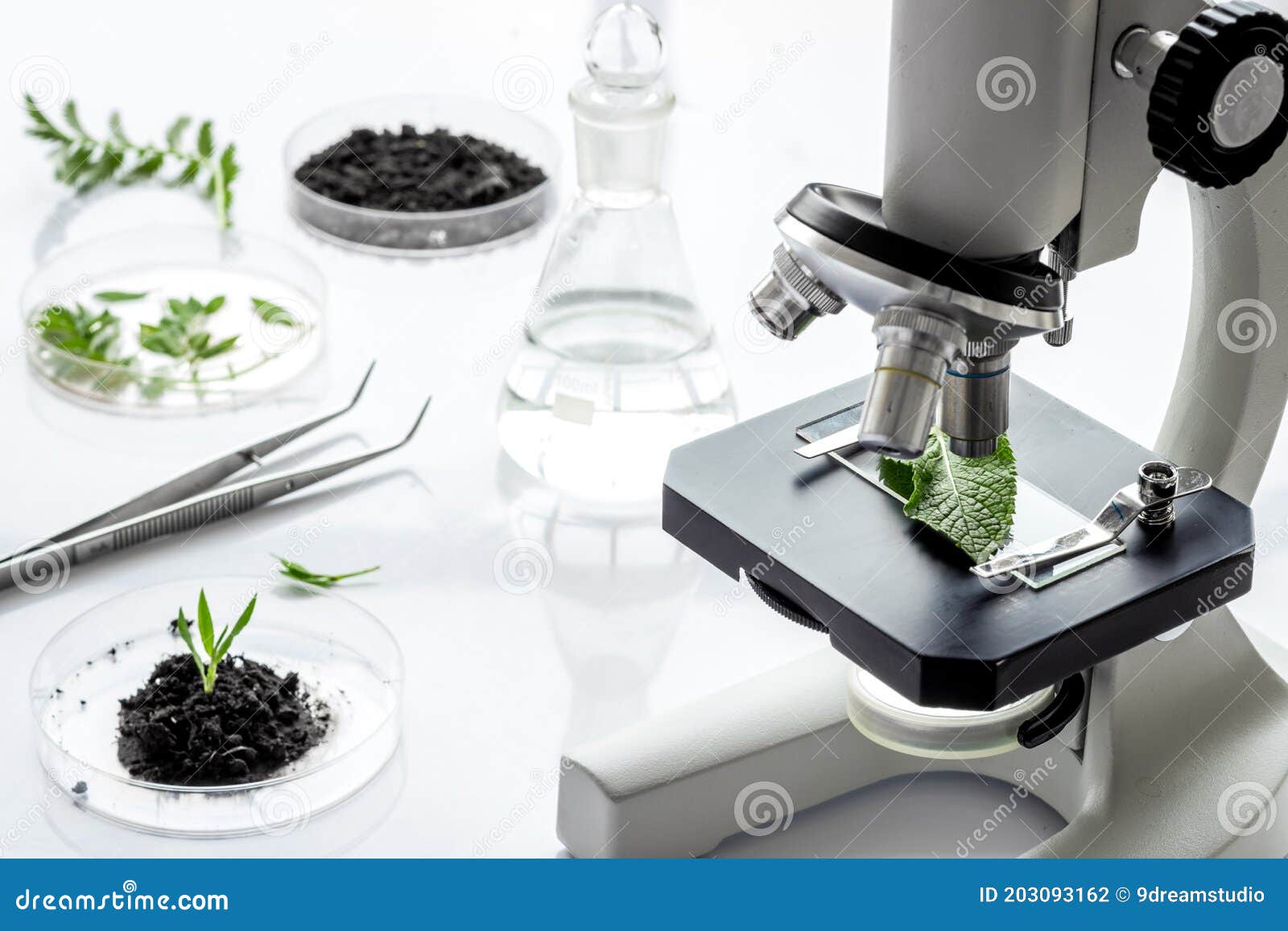 Testing Plants and Soil in Biological Laboratory Stock Photo - Image of ...
