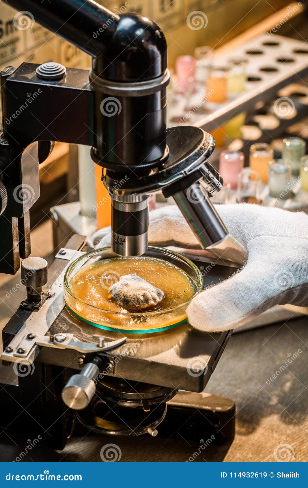 Testing Samples with Mold through the Microscope Stock Image - Image of ...