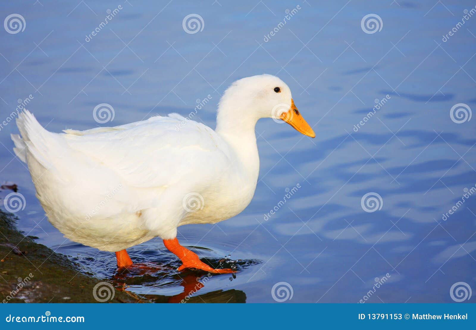 Cute Big Fat White Duck Stock Photos - Free & Royalty-Free Stock Photos ...