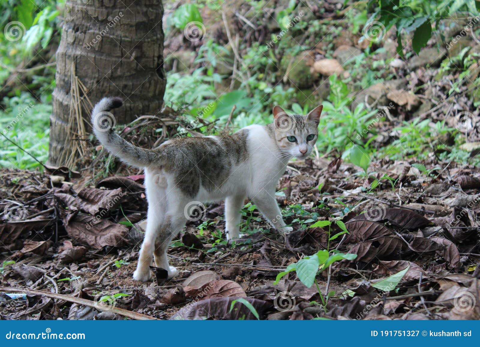 Testis of Cat from Nice Pose Stock Image - Image of nice, woodland ...