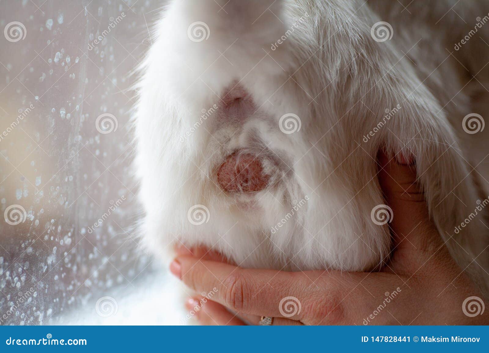 Testis Of Male Cat Scene Stock Image Image Of Floor 147828441