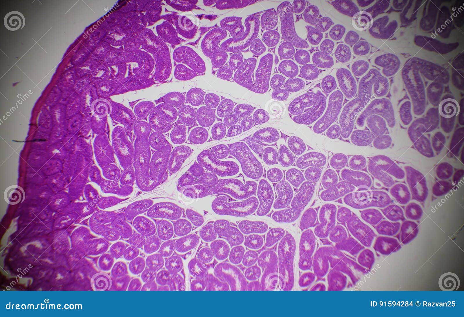 Testis Section Under the Microscope Stock Photo - Image of ...