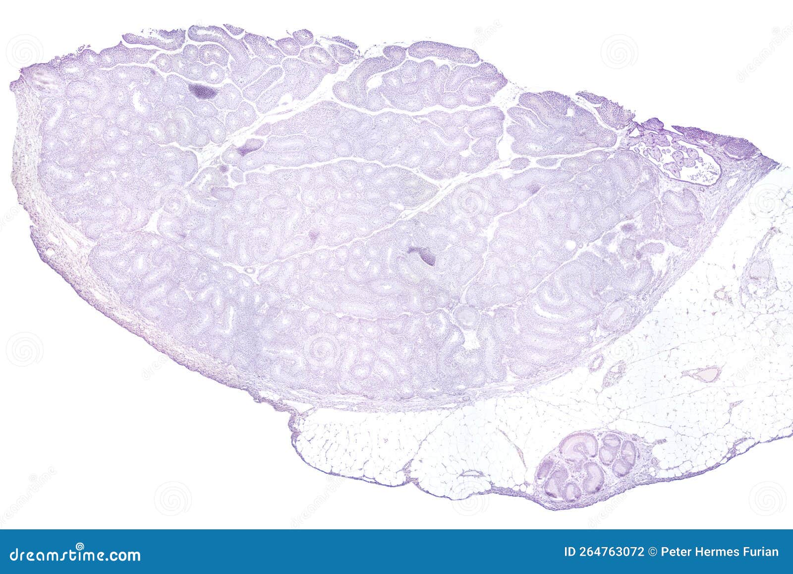 Testis, Testicle, Transverse Section, 20X Light Micrograph Royalty-Free ...