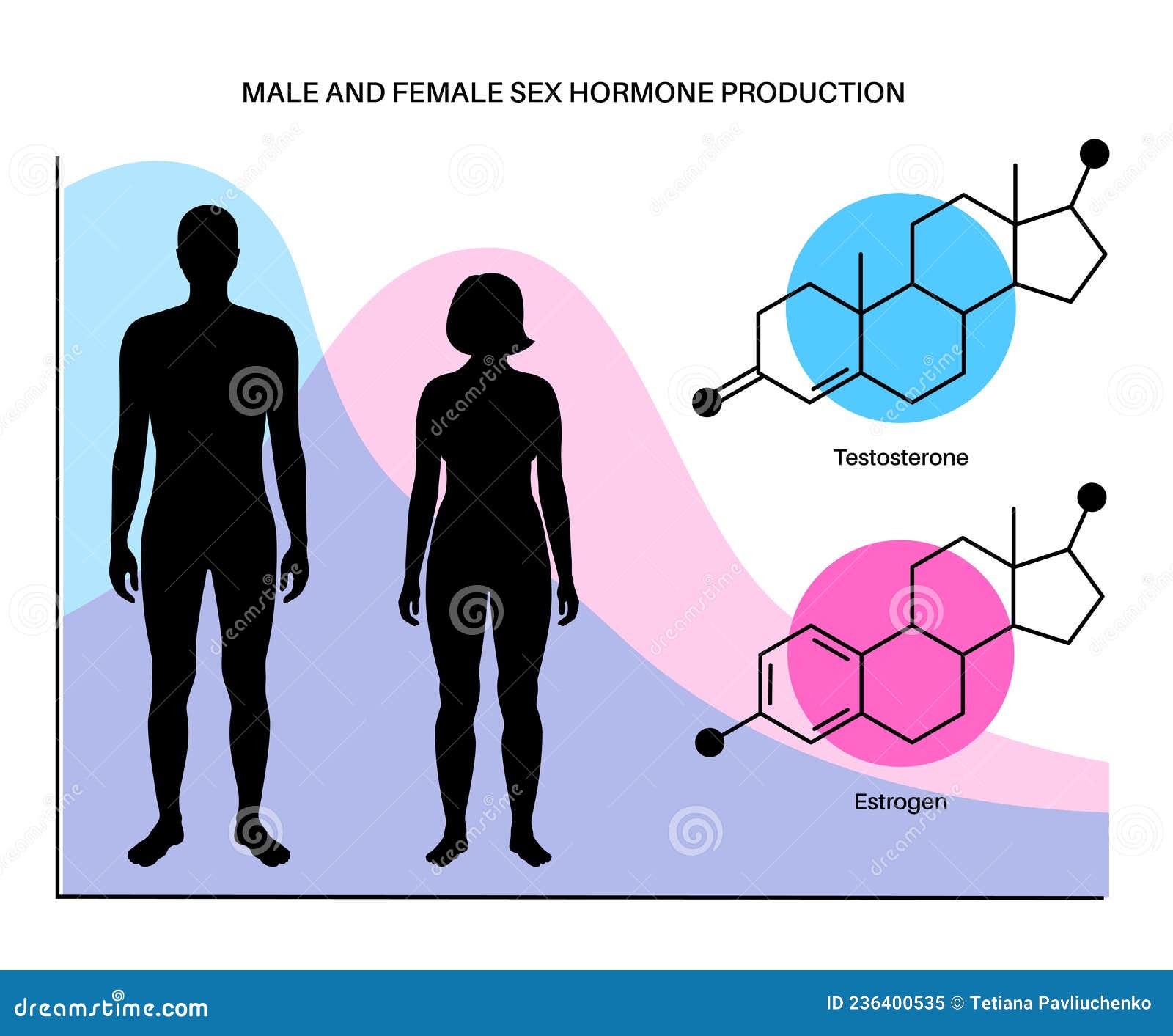 Testosterone Estrogen Progesterone Male And Female Sex Hormones