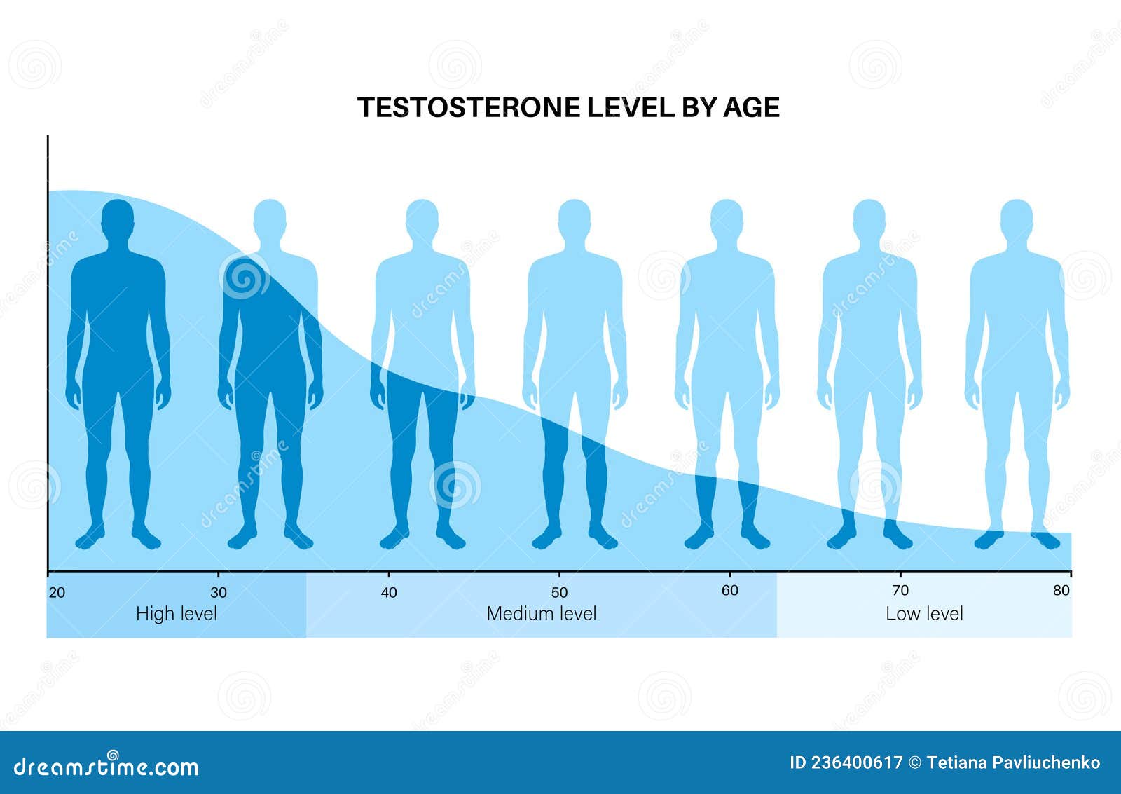 Testosterone level chart stock vector. Illustration of decrease - 236400617 Testosterone level chart stock vector. Illustration of decrease - 236400617