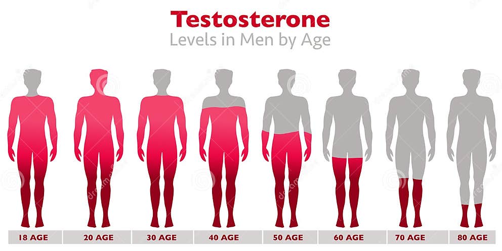 Testosterone Levels Testosterone Rates In The Body Of Men With Age