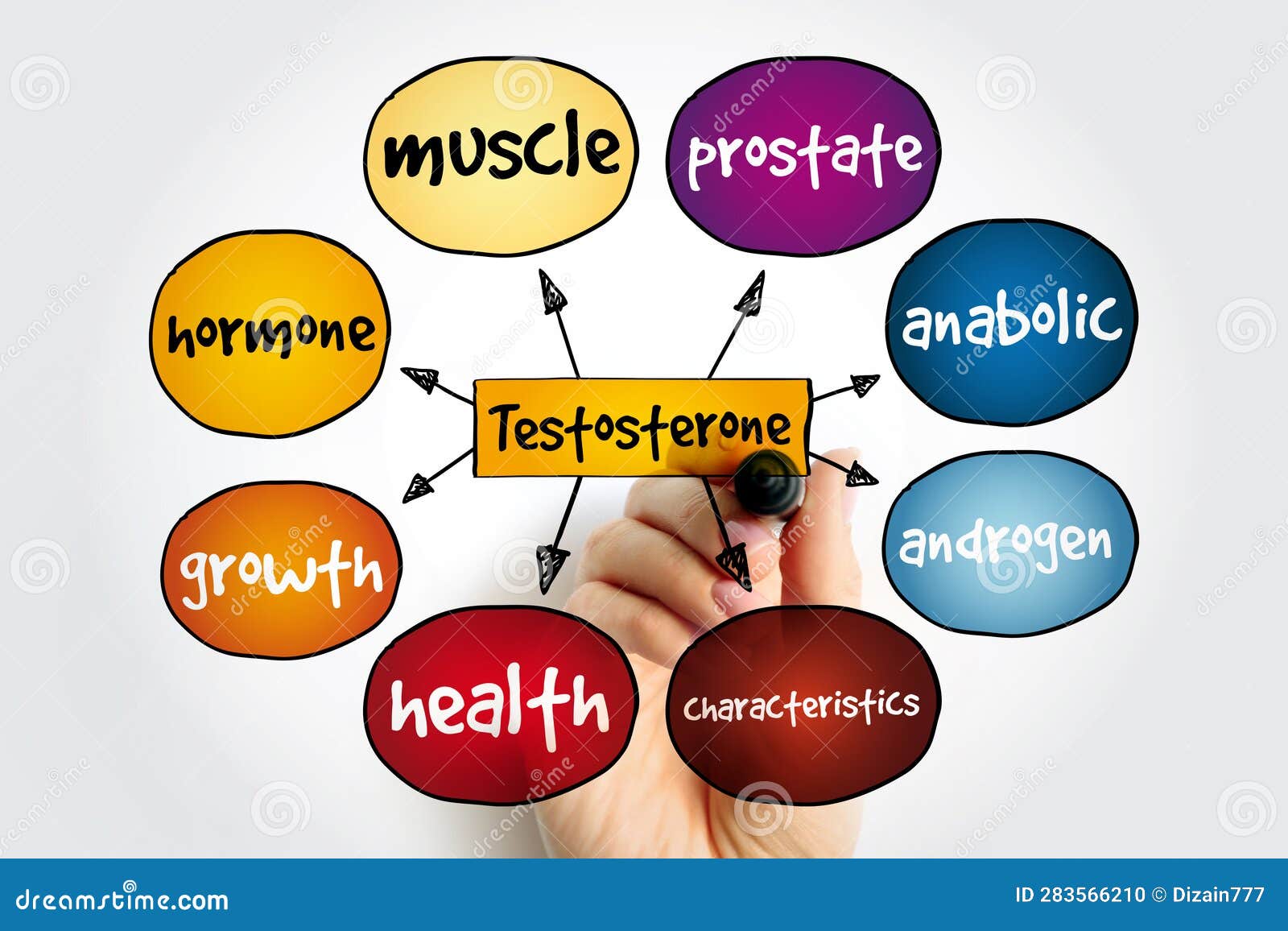 Testosterone Mind Map, Medical Concept for Presentations and Reports ...