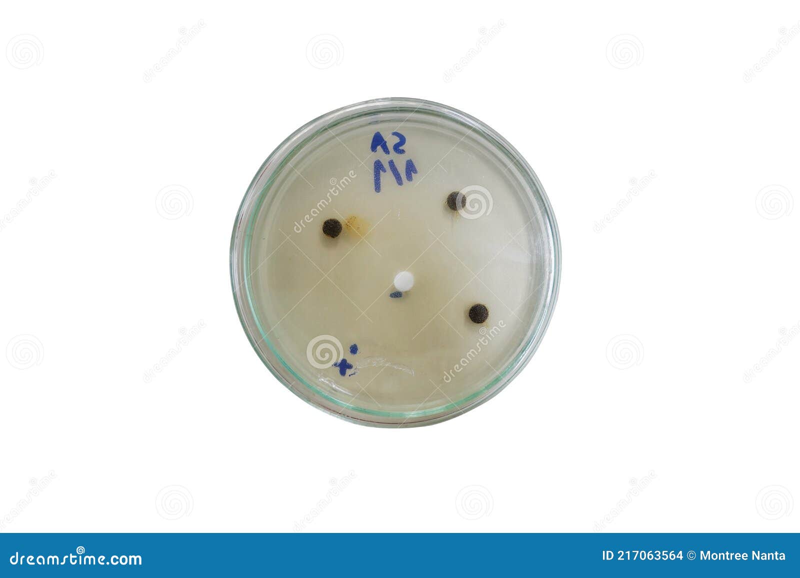 Disc Agar Diffusion Techniques, Isolated on White Background Stock ...