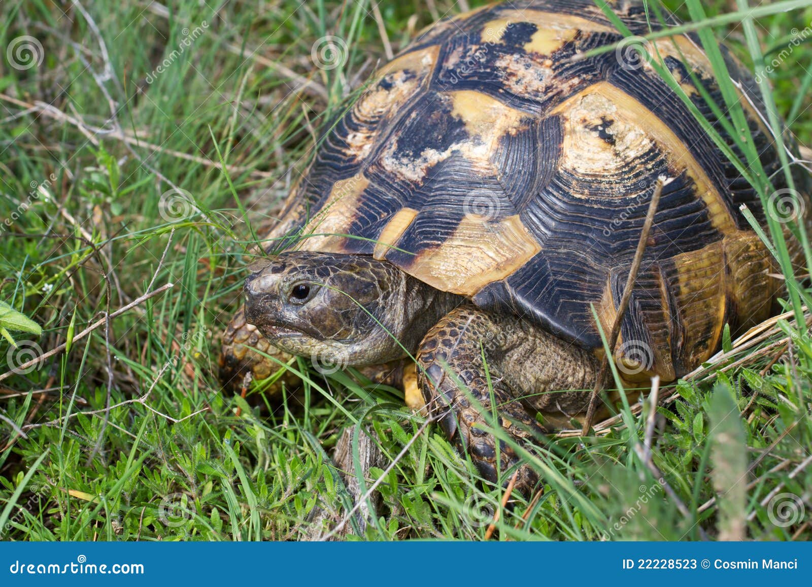 Testudo graeca stock image. Image of slowly, carapace - 22228523