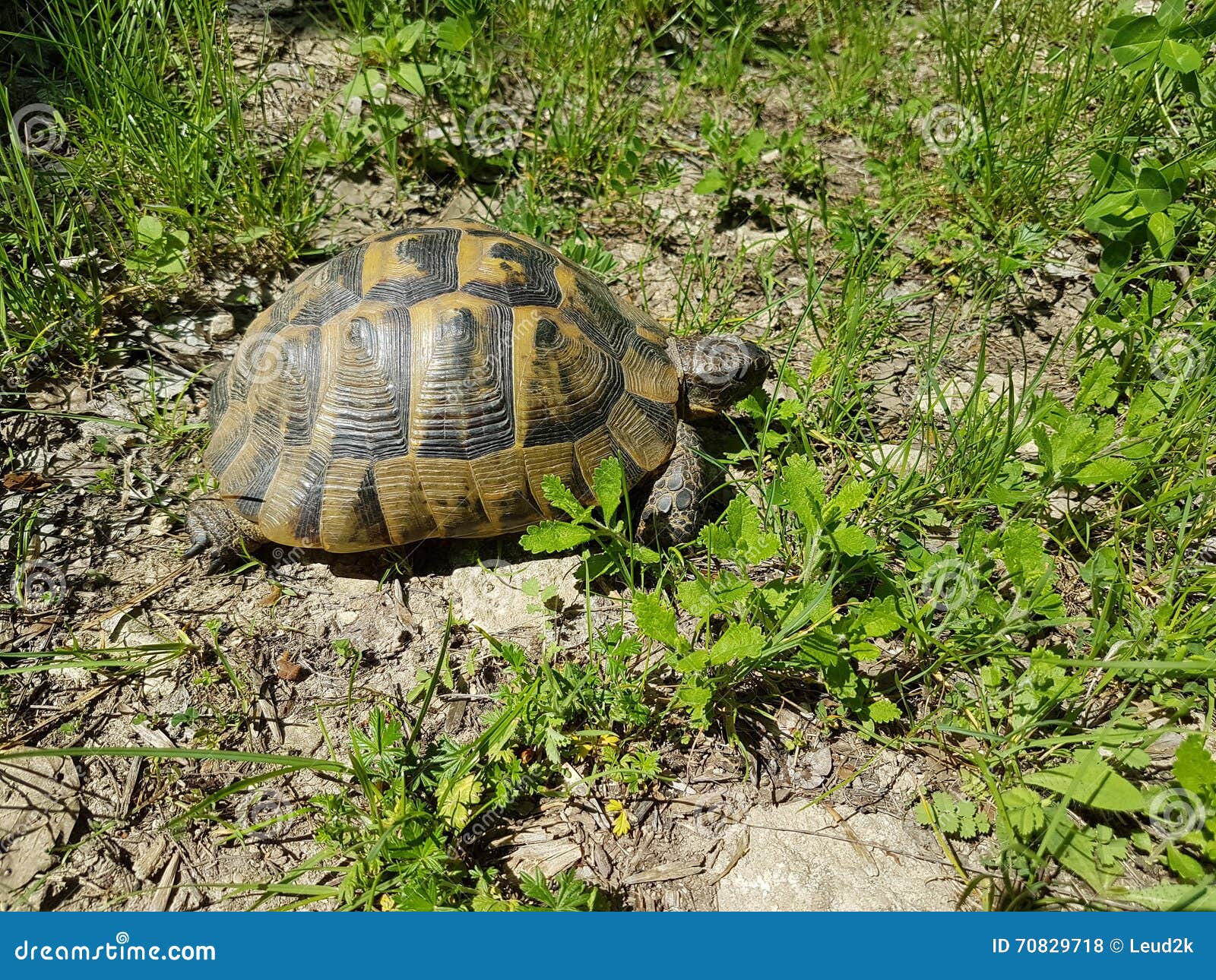 Testudo Graeca - Greek Tortoise Stock Photo - Image of testudo, wild ...