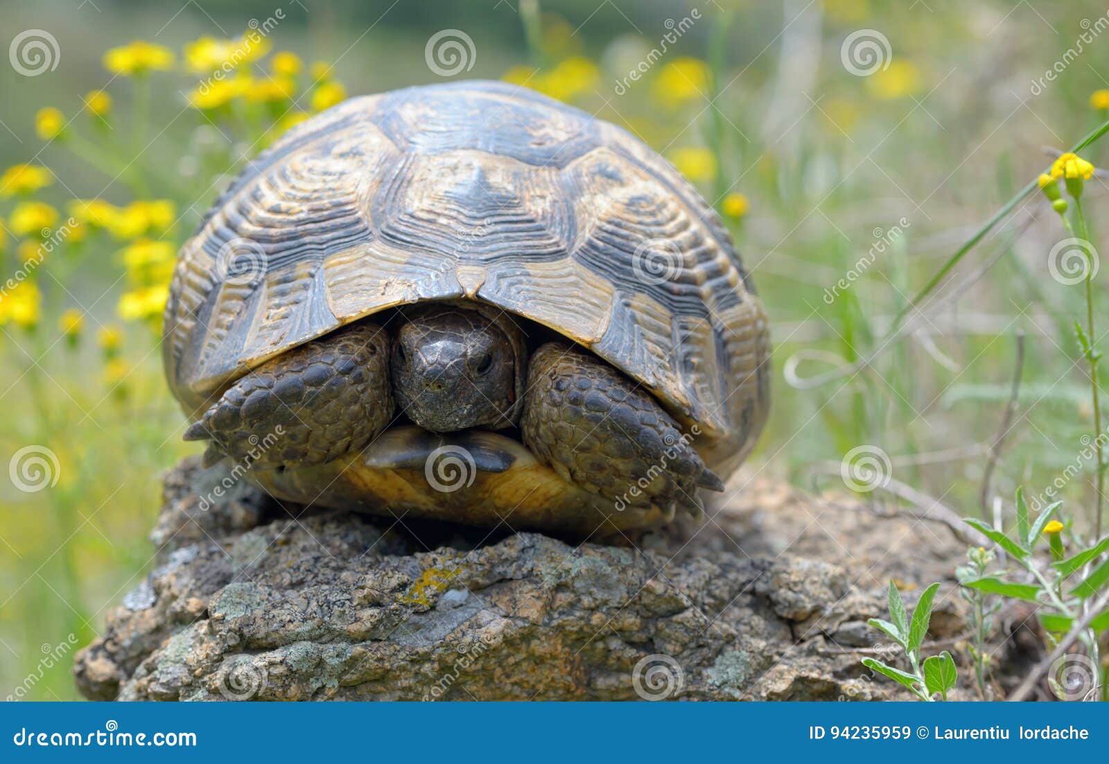 Testudo graeca ibera stock image. Image of captivity - 94235959
