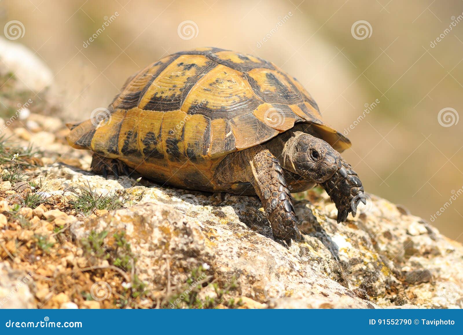 Testudo graeca on a rock stock photo. Image of close - 91552790