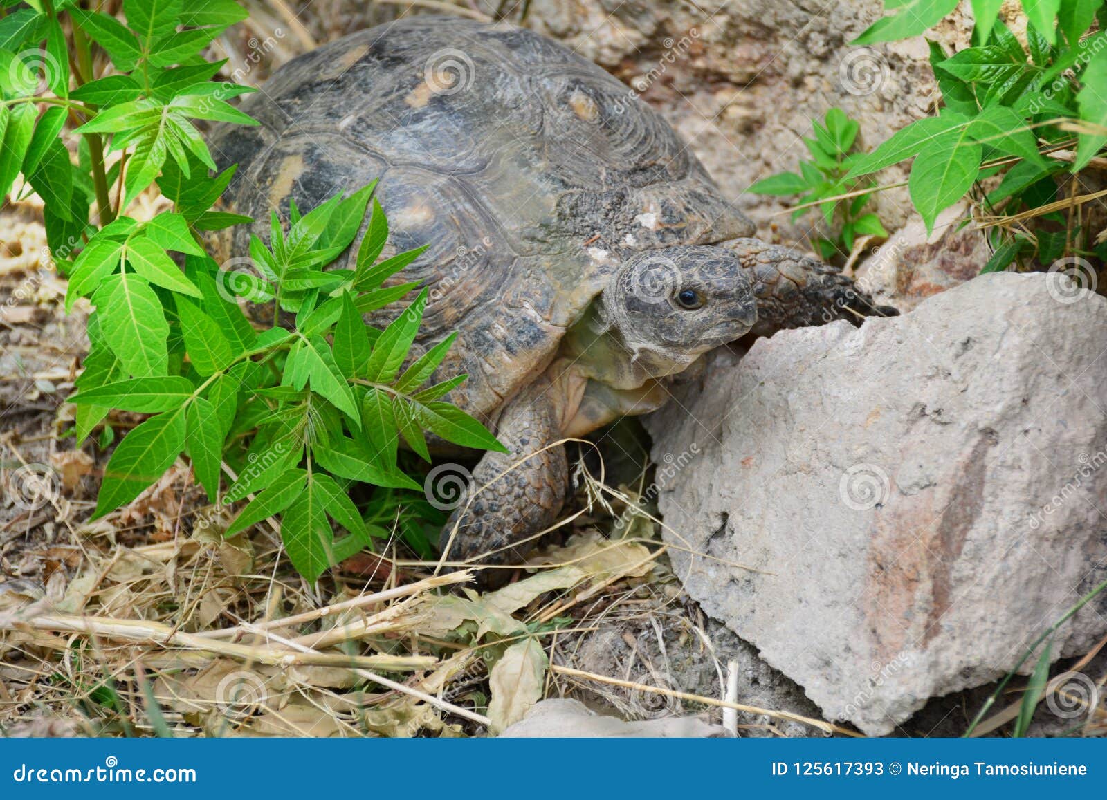 Testudo Graeca Tortoise - Greek Turtle in the Park Stock Image - Image ...