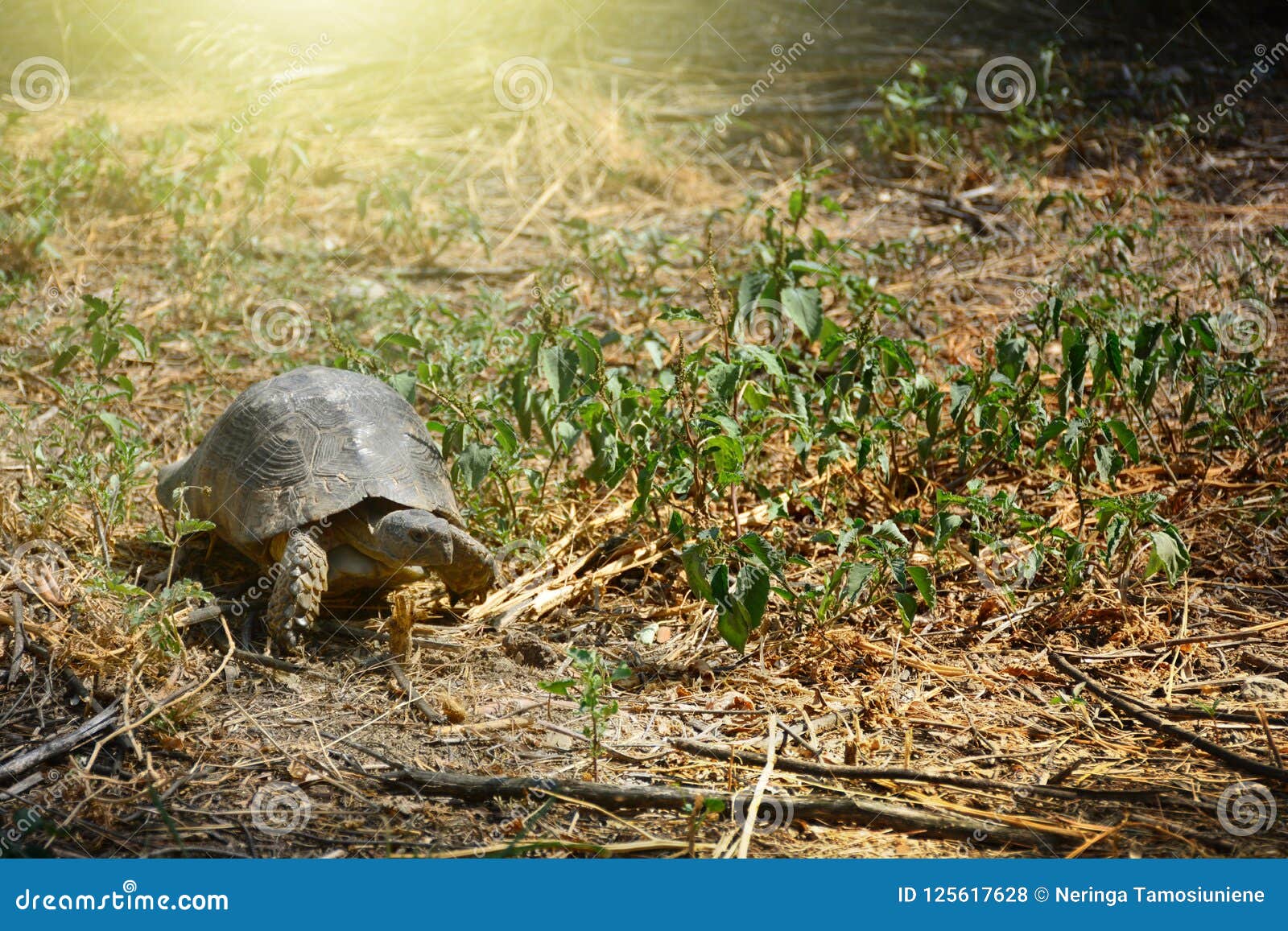 Testudo Graeca Tortoise - Greek Turtle Walking in the Grass Stock Photo ...