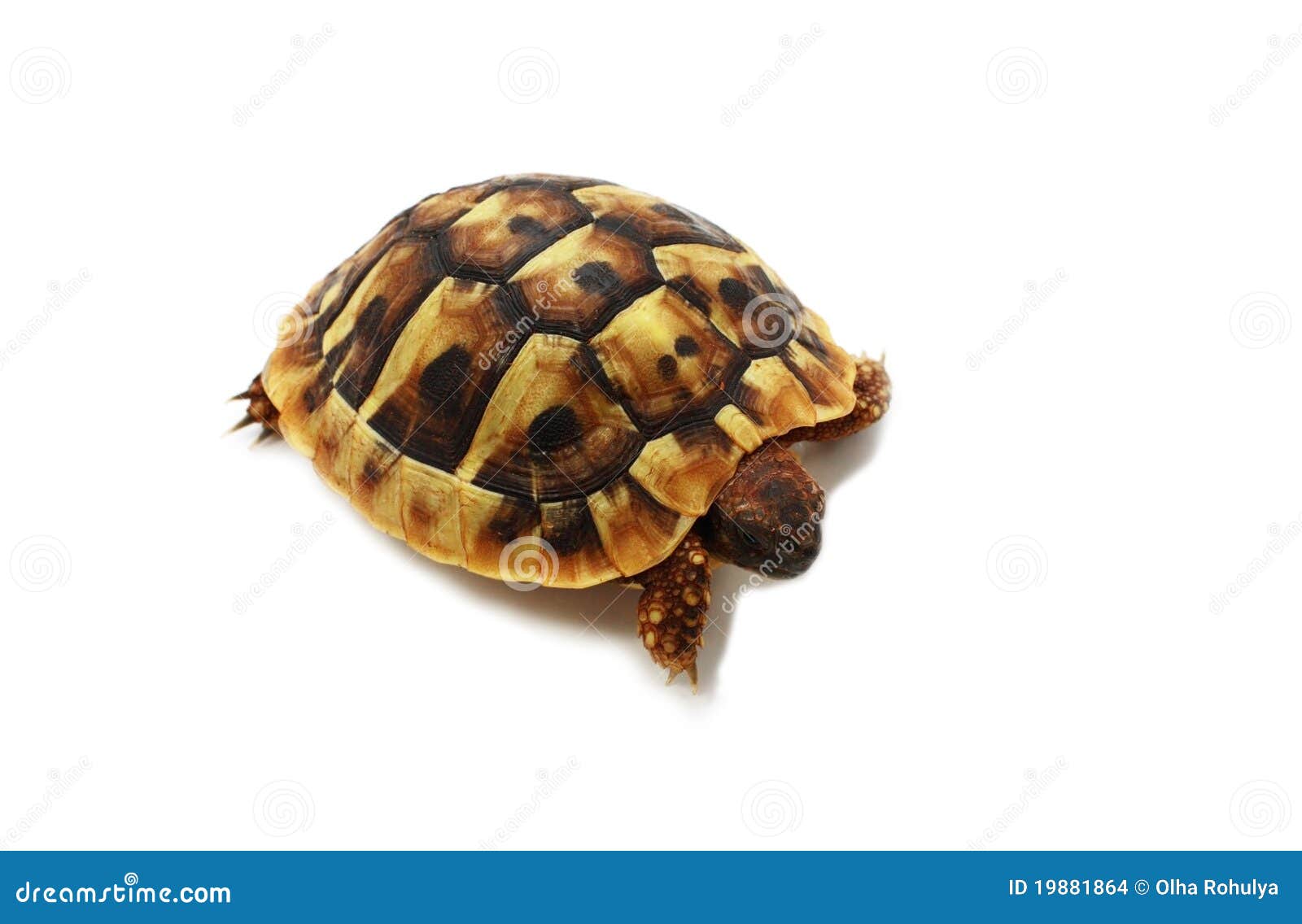 Testudo hermanni stock photo. Image of cute, animal, turtle - 19881864
