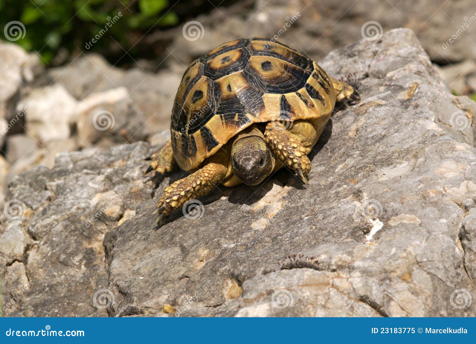 Testudo hermanni stock image. Image of close, portrait - 23183775