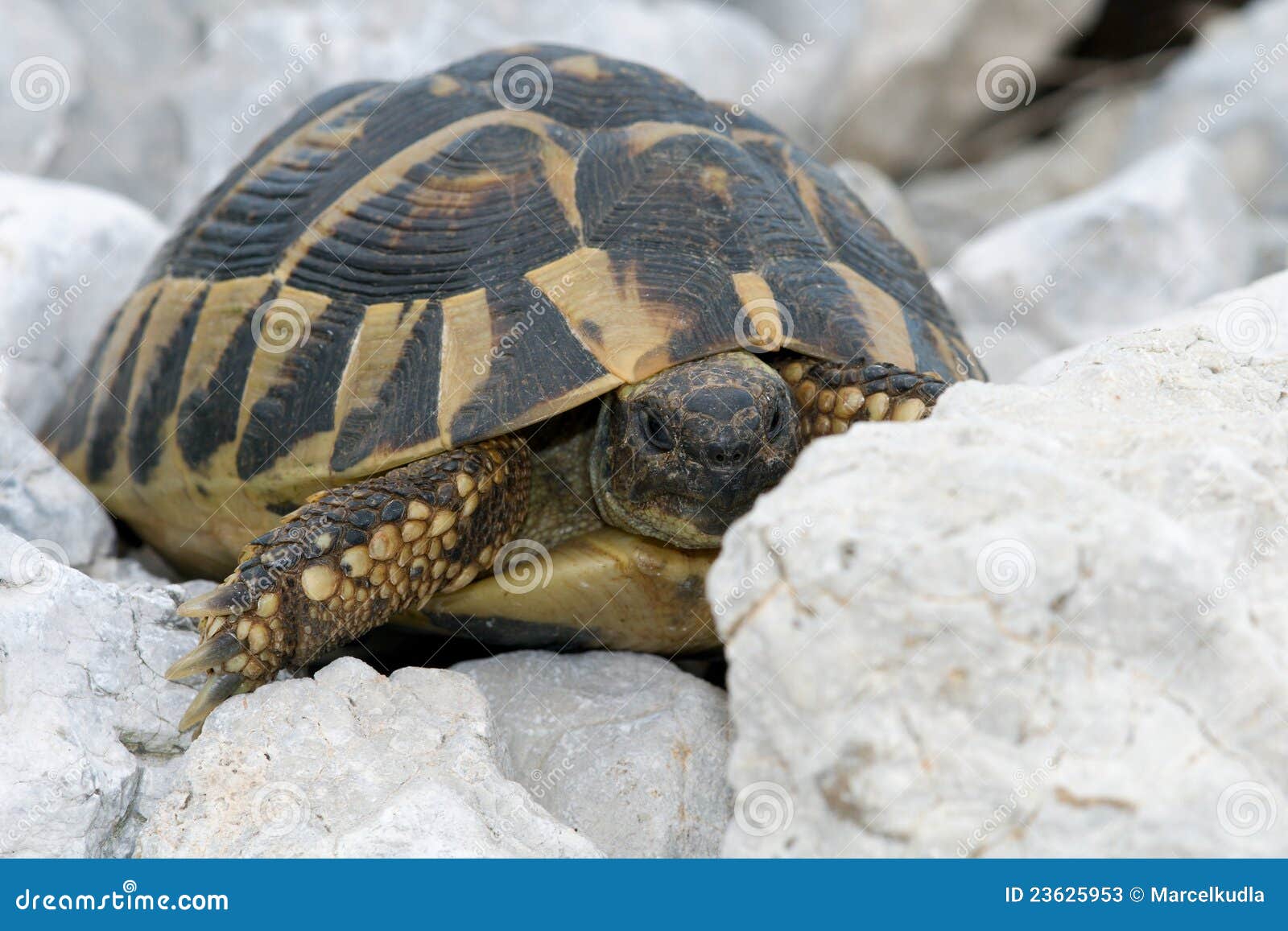 Testudo hermanni stock image. Image of portrait, hermanni - 23625953
