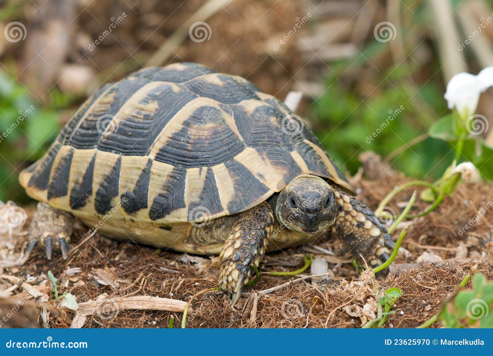 Testudo hermanni stock photo. Image of testudo, tortoise - 23625970