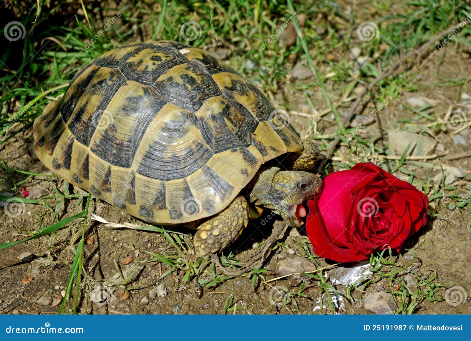 Testudo Hermanni Eating a Rose Stock Image - Image of tortuga ...