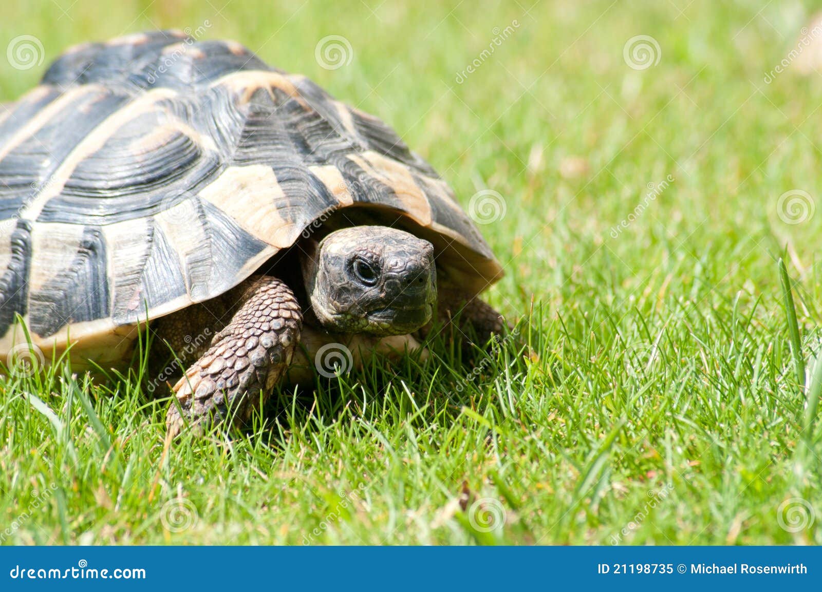 Testudo Hermanni turtle stock image. Image of wildlife - 21198735
