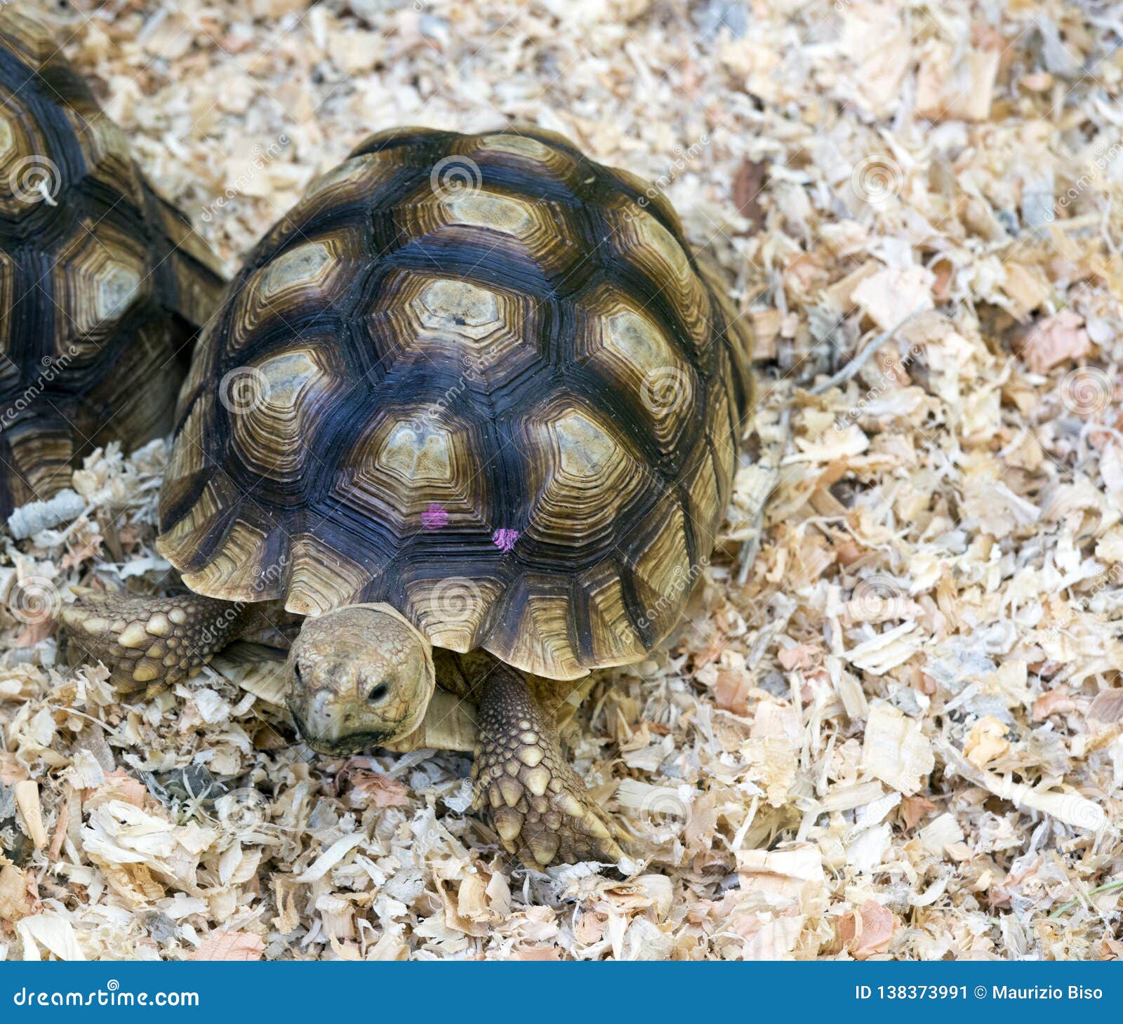 Testudo hermanni turtle stock image. Image of herbivore - 138373991