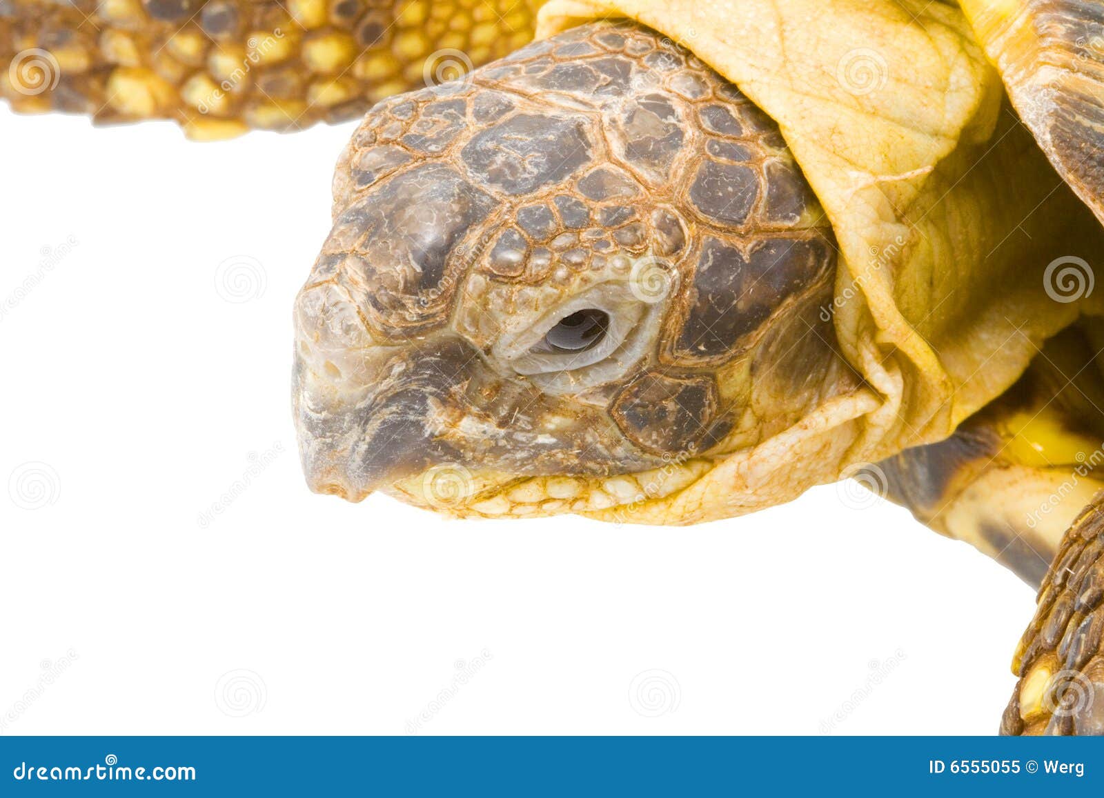 Testudo horsfieldi stock image. Image of natural, shell - 6555055