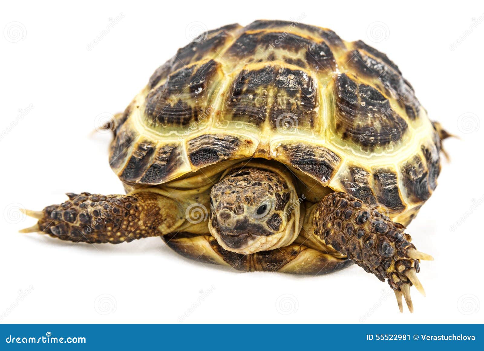 Testudo horsfieldii stock image. Image of white, isolation - 55522981