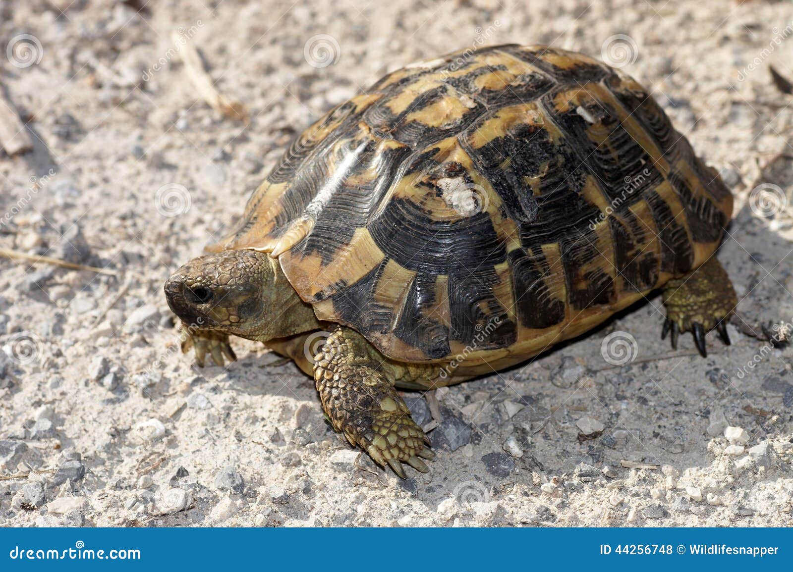 Testuggine Di Hermann - Hermanni Del Testudo Fotografia Stock ...