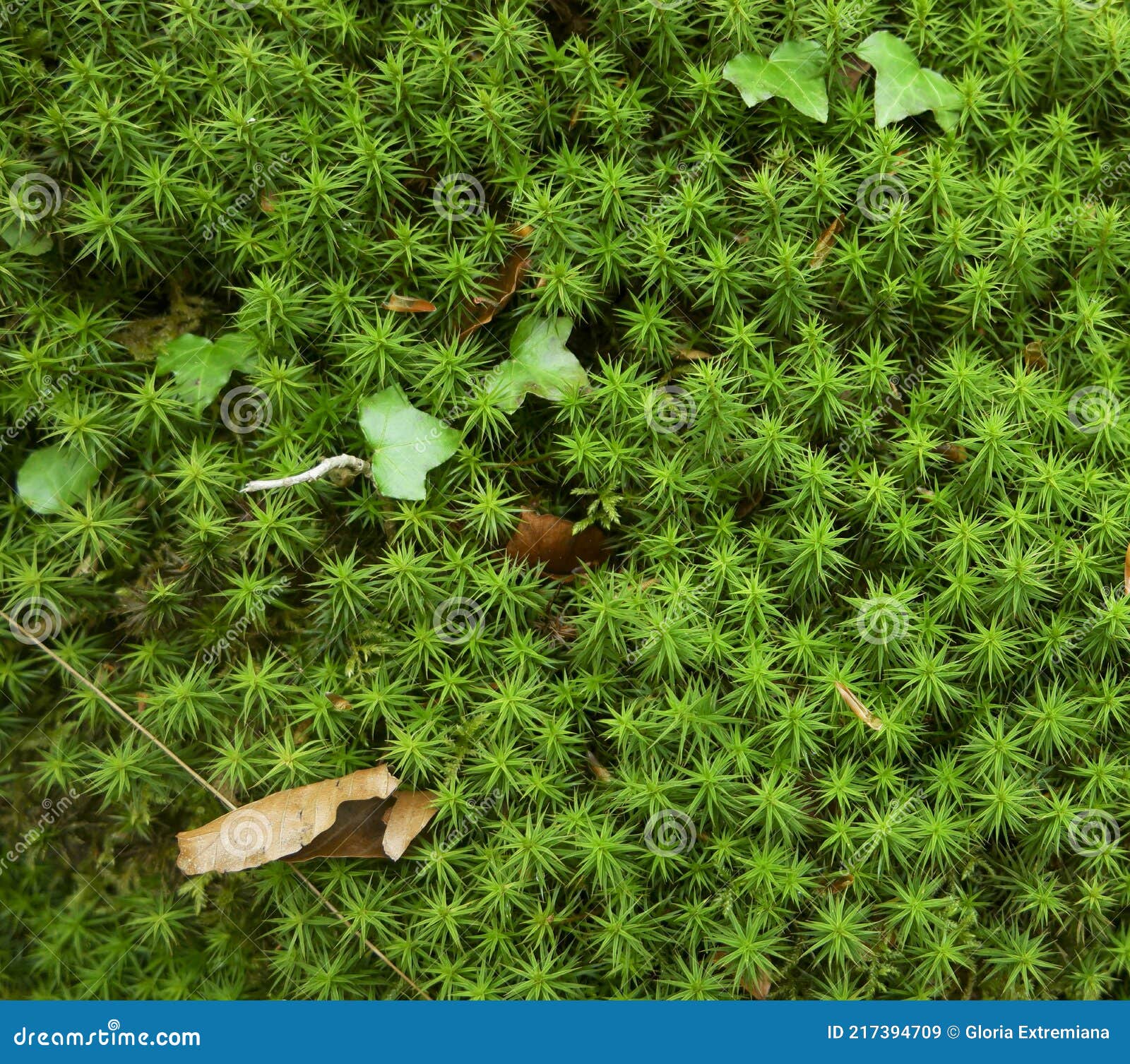 Sphagnopsida Stock Photos - Free & Royalty-Free Stock Photos from ...