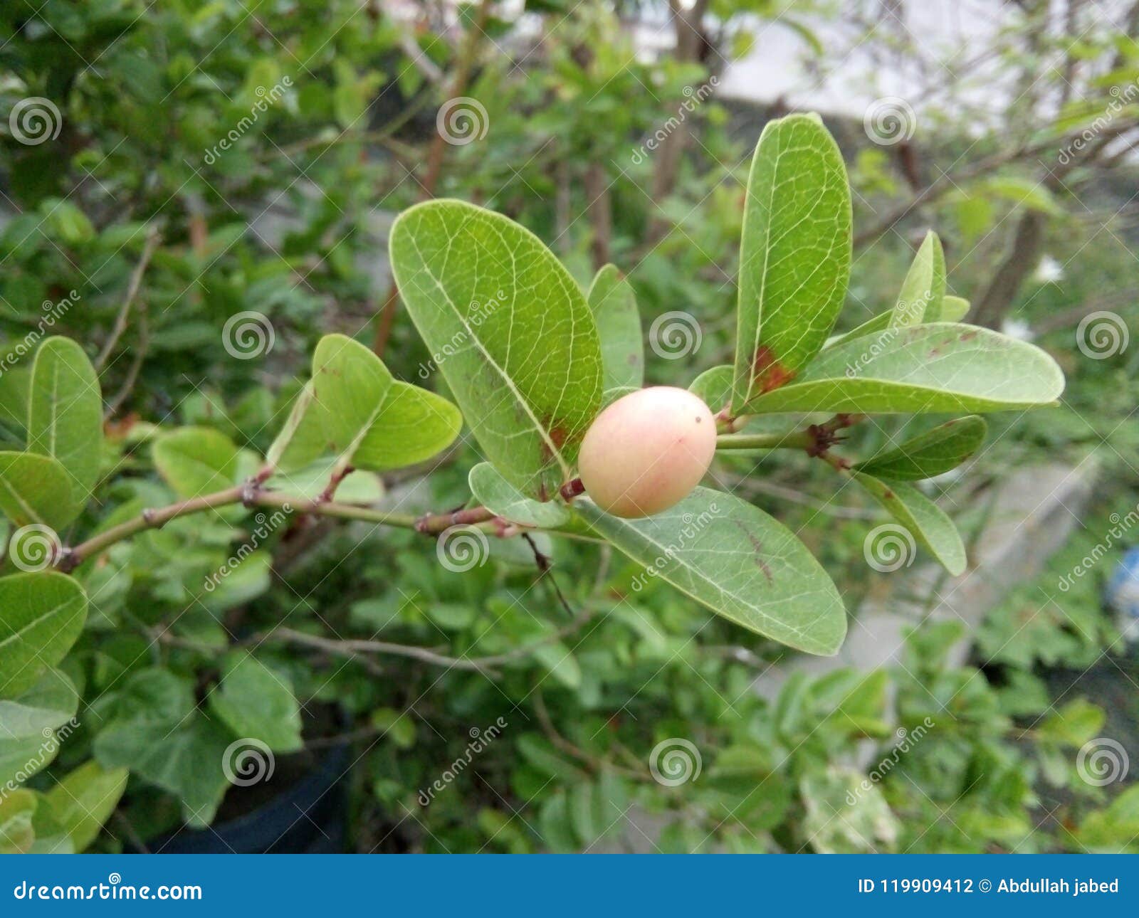 Khacha koromcha stock photo. Image of fruit, like, koromcha - 119909412
