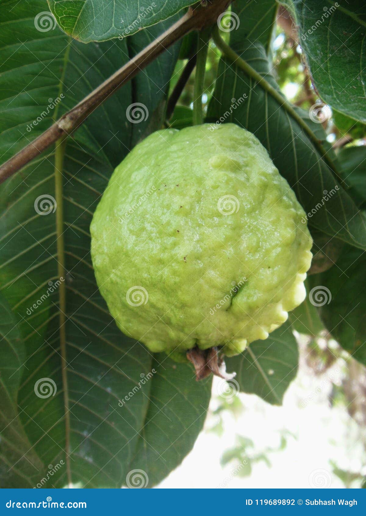 Hanging Guava stock photo. Image of farm, hanging, closeup - 119689892
