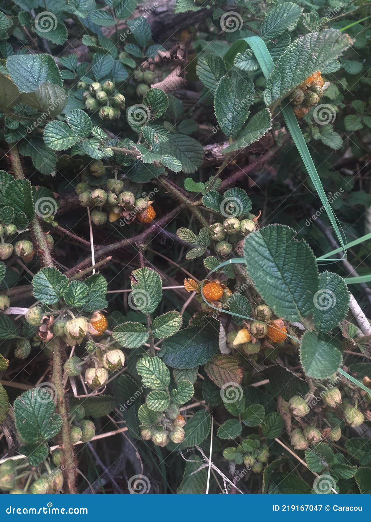 Testy Yellow Himalayan Raspberry in May Stock Image - Image of yellow ...