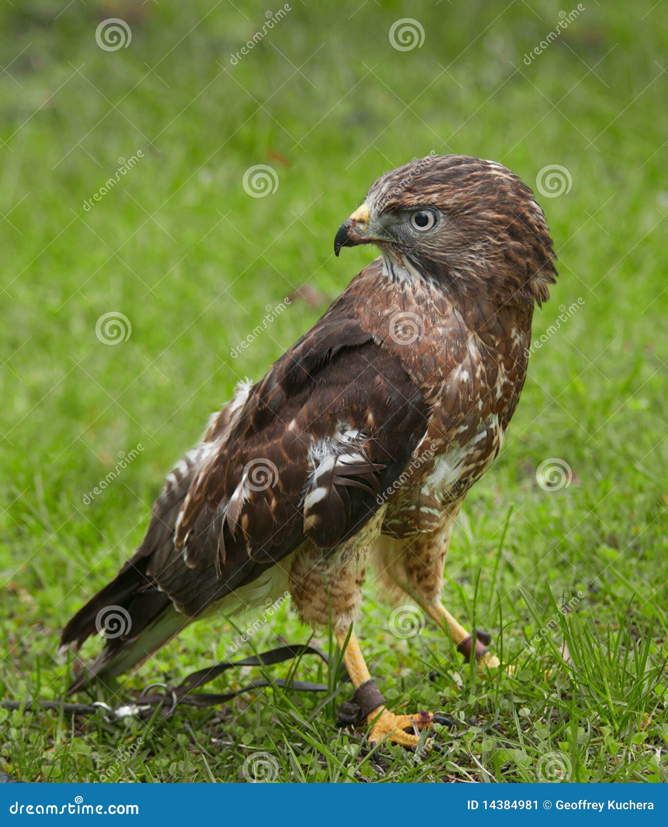 Tethered Broad-Wing Hawk (Buteo Platypterus) Stock Image - Image of ...