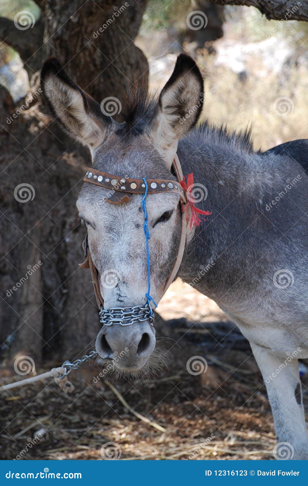 Tethered donkey stock image. Image of rope, meganisi - 12316123